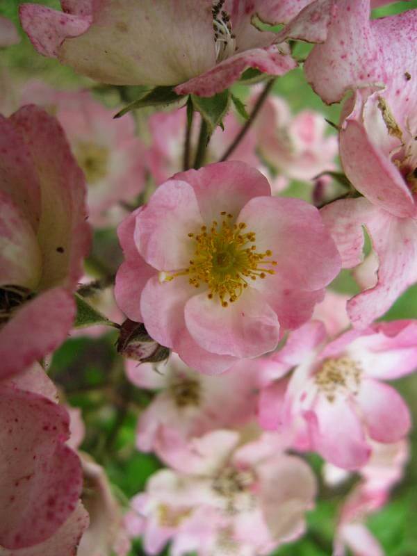 Роза Алден Бизен — фото и описание сорта с отзывами