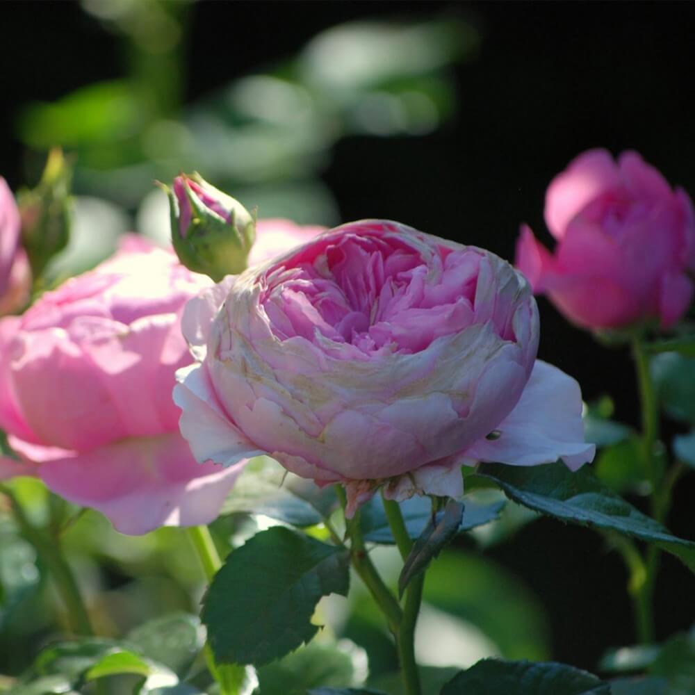 Роза Шанталь Мерье — фото и описание сорта с отзывами