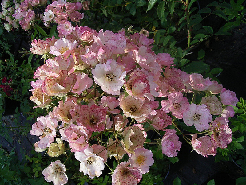 Роза Алден Бизен — фото и описание сорта с отзывами