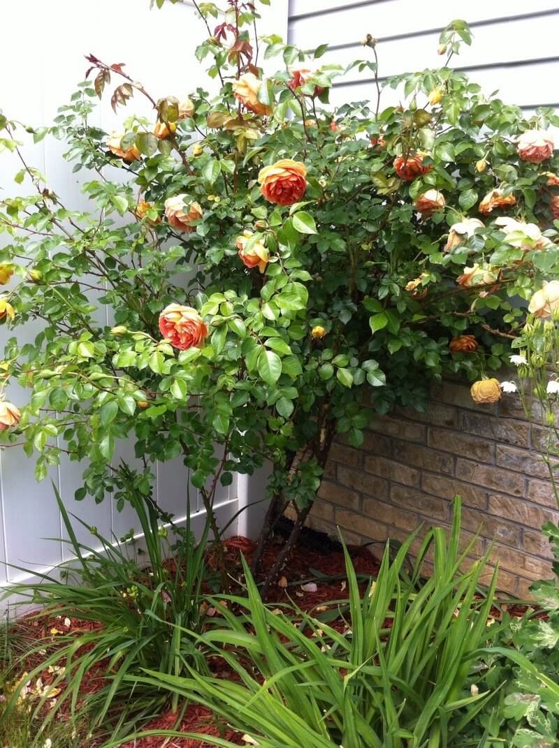 Роза Пэт Остин — фото и описание сорта с отзывами